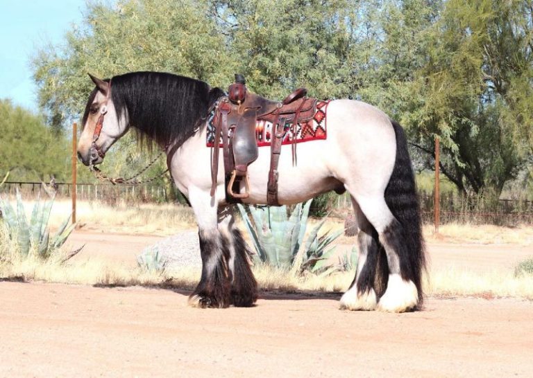 Carson – Seamless Horse Ranch